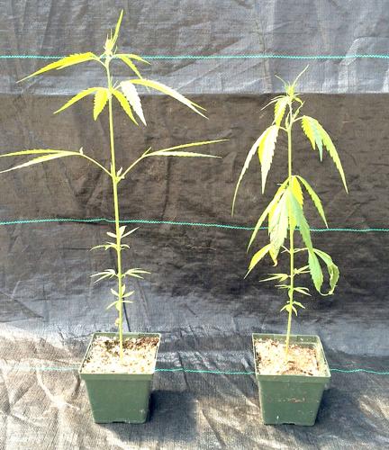Hot hemp | Living | hampshirereview.com