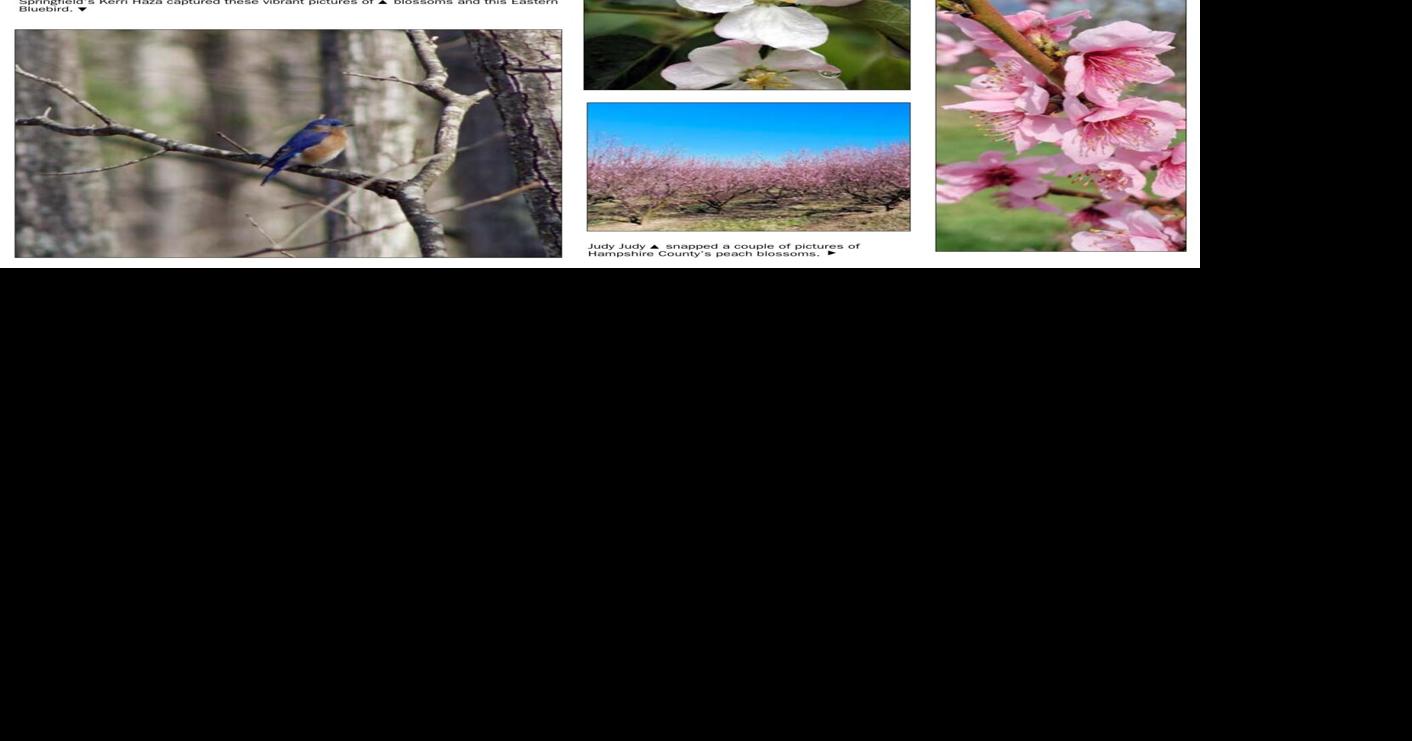 leftover pictures | | hampshirereview.com