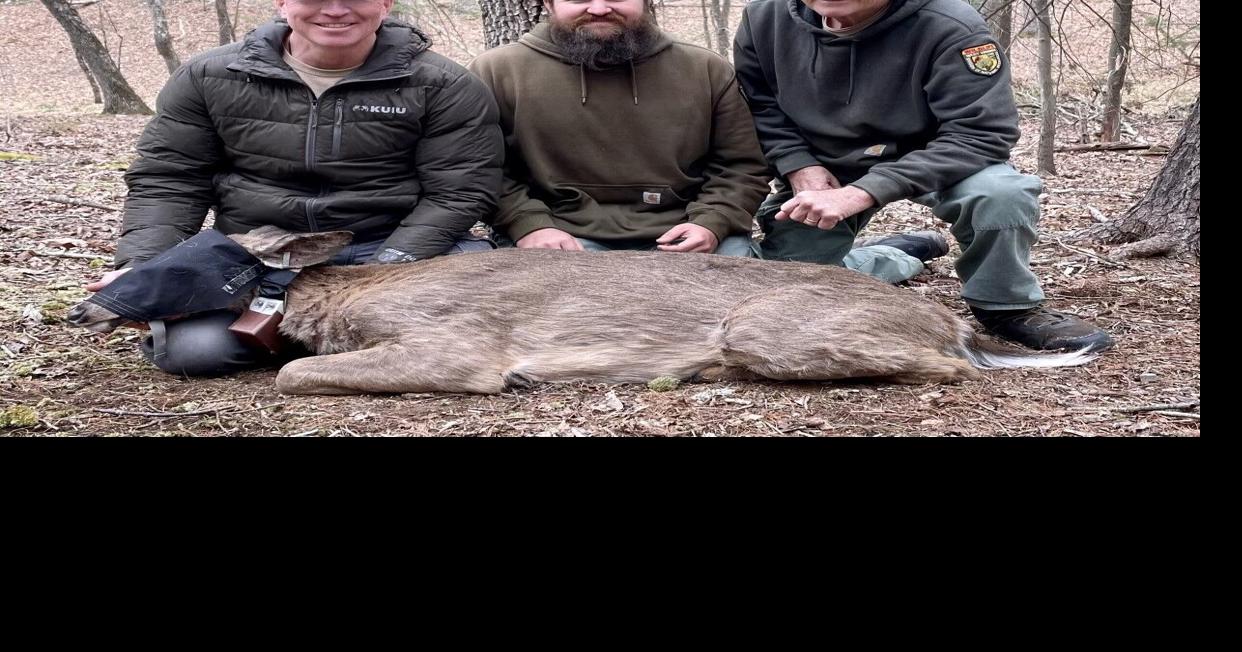 CWD is area’s top deer killer, study shows | News | hampshirereview.com