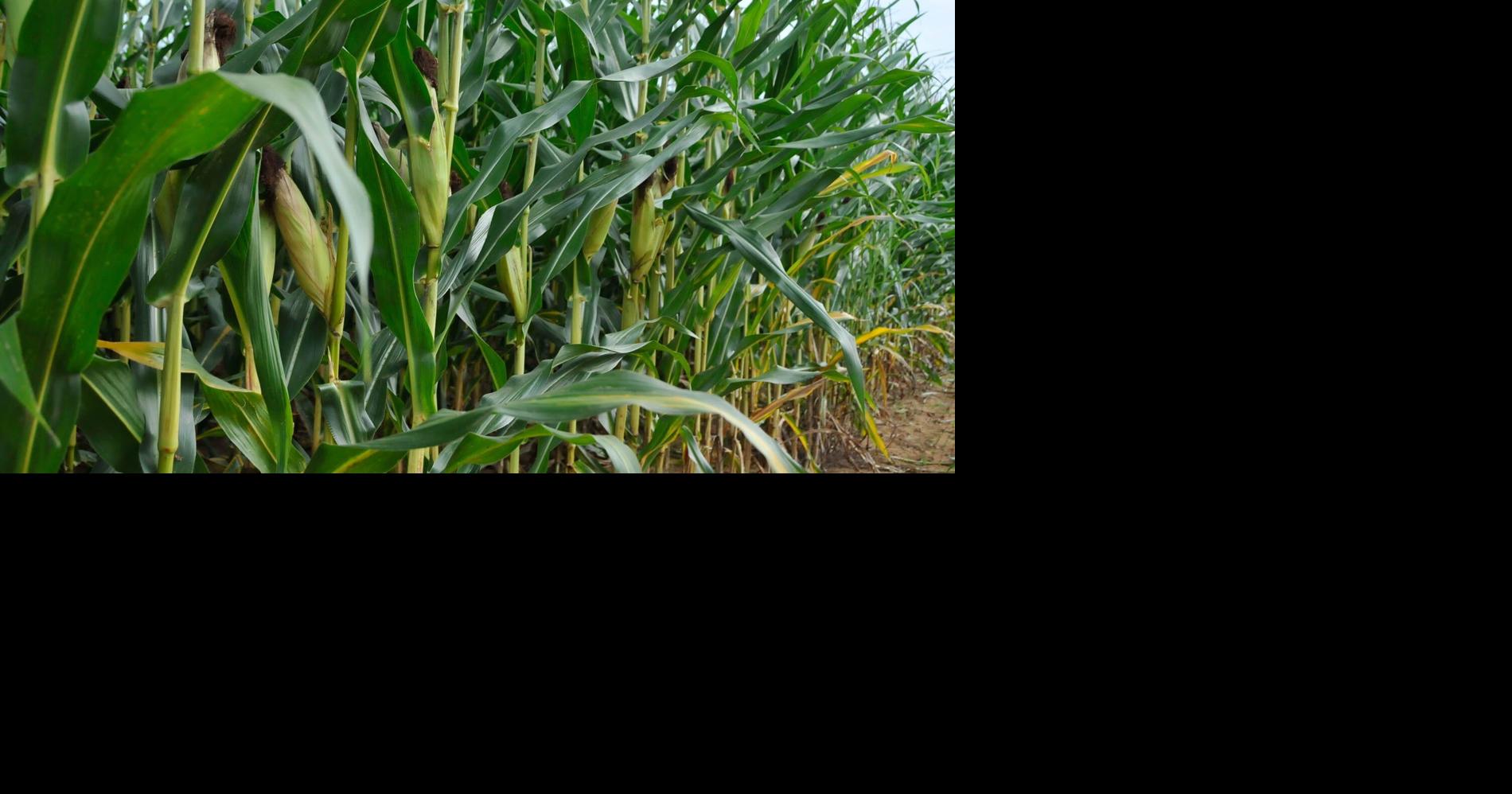 Corn is king once again in Franklin | Local/State Headlines | hannapub.com