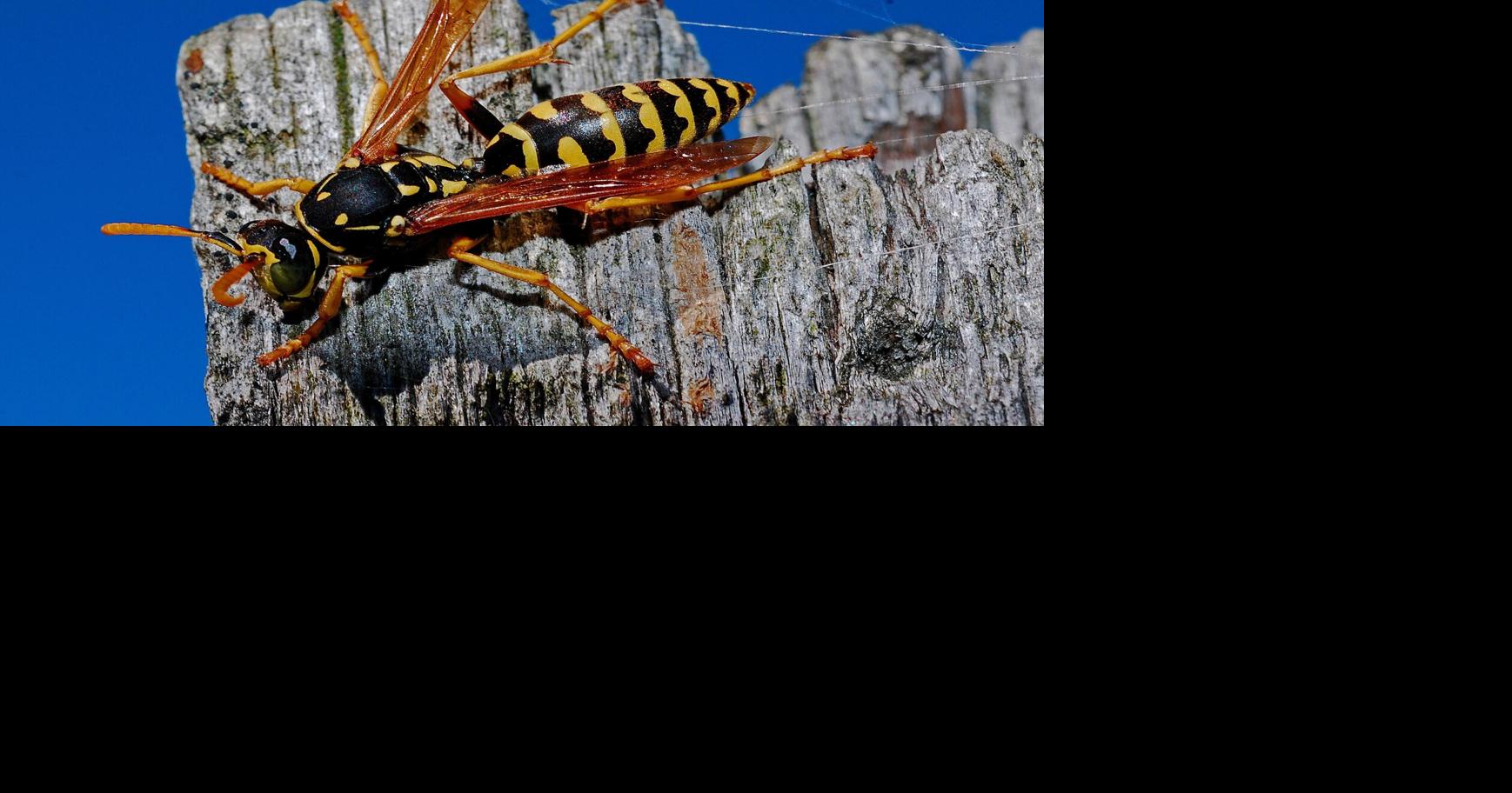 Wasp spray being used as alternative to methamphetamine | Article ...