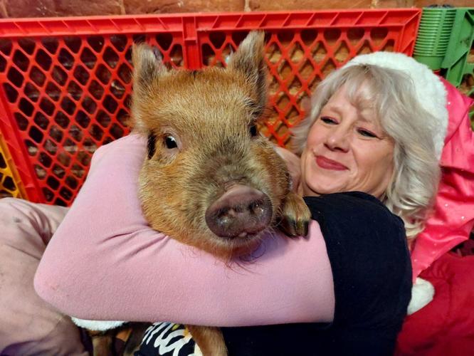 Local pig rescue finding homes for pigs, dispelling myths on pig ...