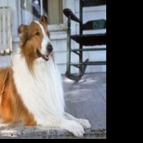 TV Guide Magazine's 60 Greatest TV Animals of All Time | Article ...