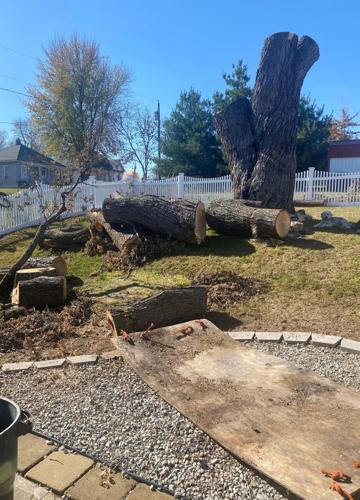 The transformation of a tree trunk into a gnome house | News | hannibal.net