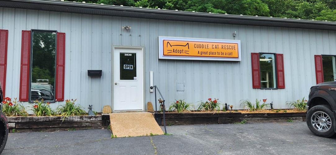Cuddle Cat Rescue celebrates grand reopening | News | hannibal.net