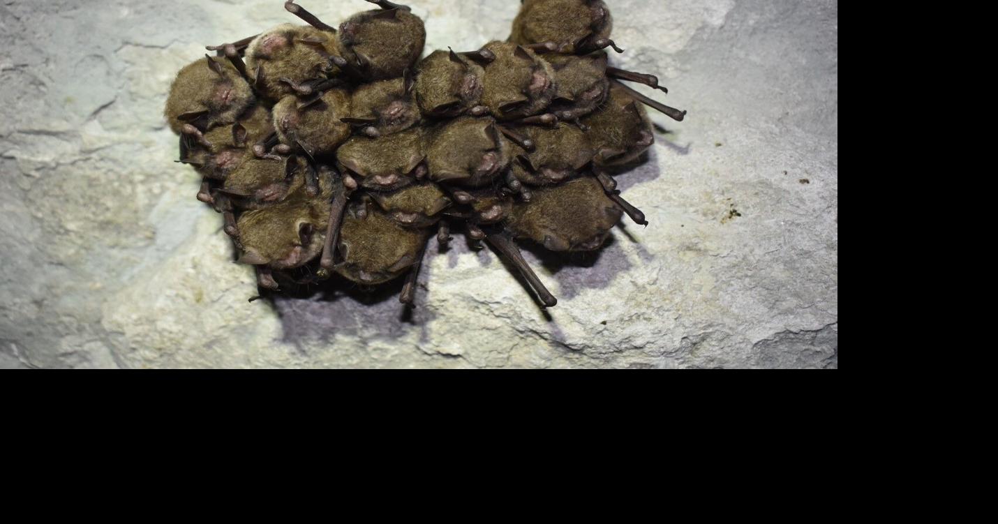 how to draw an indiana bat