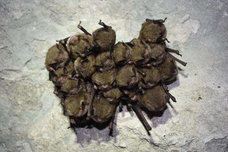 Indiana bat numbers increase by 8% at Sodalis Nature Preserve | News ...