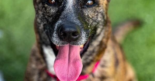 NEMO Humane Society celebrates becoming no-kill shelter | News ...