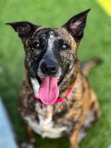 NEMO Humane Society celebrates becoming no-kill shelter | News ...