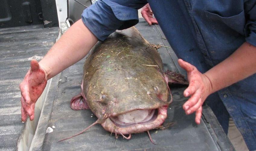 One very big fish, but not as big as the one that got away | Article | hannibal.net