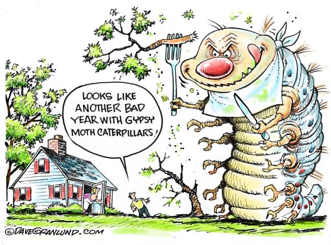 Granlund cartoon: Gypsy moth caterpillar | Article | hannibal.net