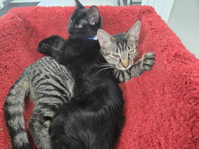 Cuddle Cat Rescue asking for community help to stay open | News ...