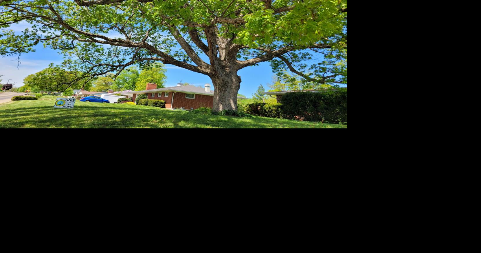 Tree of the Month winner announced for May | Local News | hannibal.net