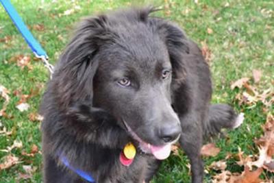 Hannibal Tractor Supply to celebrate pets during Pet Appreciation Week ...