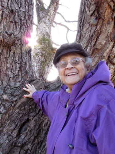 Hannibal woman s family roots linked to historic tree | Article ...