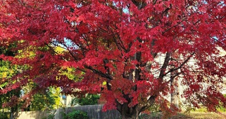 Hannibal Tree Board recognizes October Tree of the Month | Local News ...