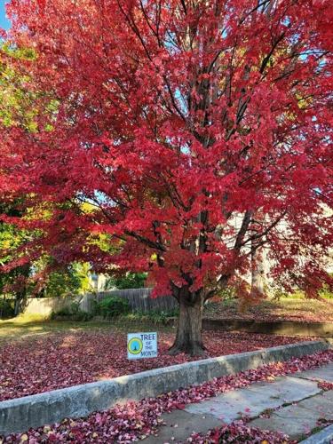 Hannibal Tree Board recognizes October Tree of the Month | Local News ...