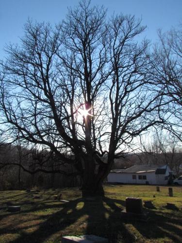 Hannibal catalpa tree regains state title | Article | hannibal.net