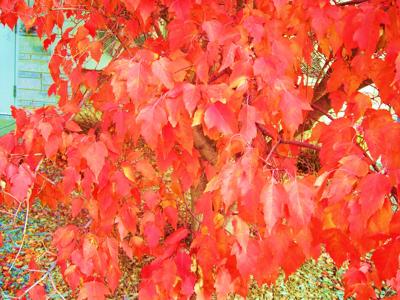 Missouri's fall foliage color show begins soon | | hannibal.net