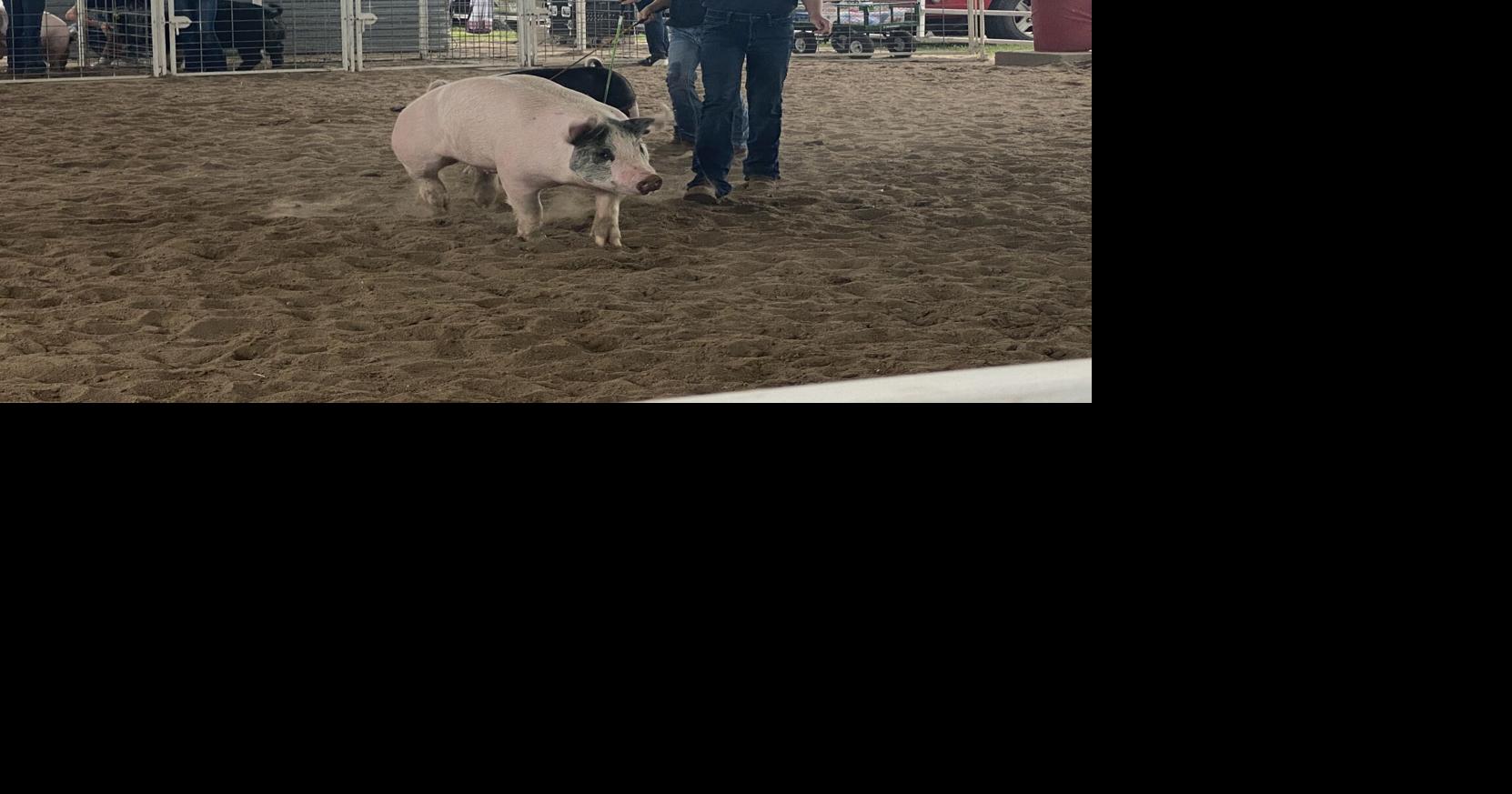 Franklin County hog show a cool experience | News | hastingstribune.com