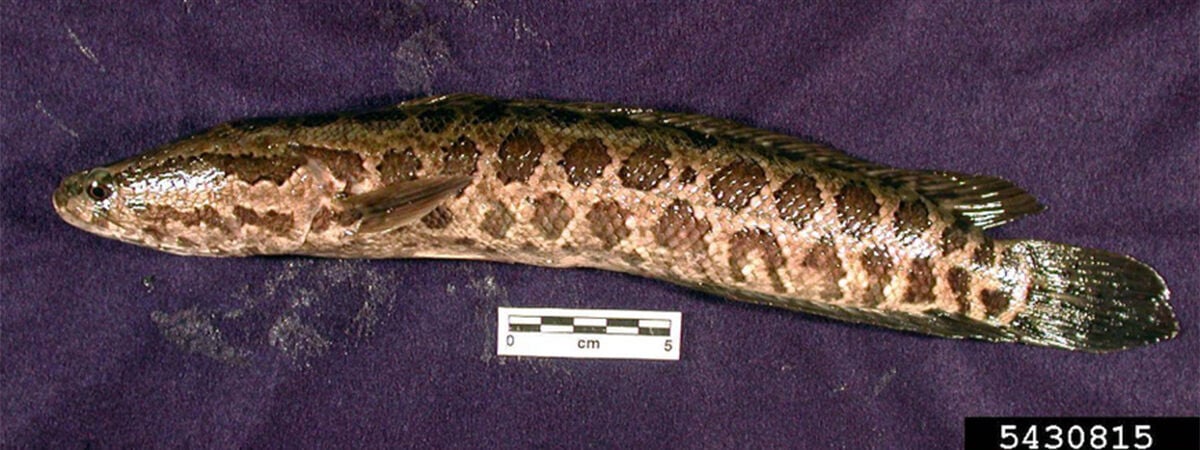 Invasive fish spotted in Missouri can even be found on land. Kill it if ...