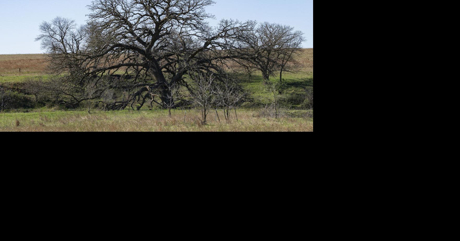 'Not an easy place to be a tree' | News | hastingstribune.com