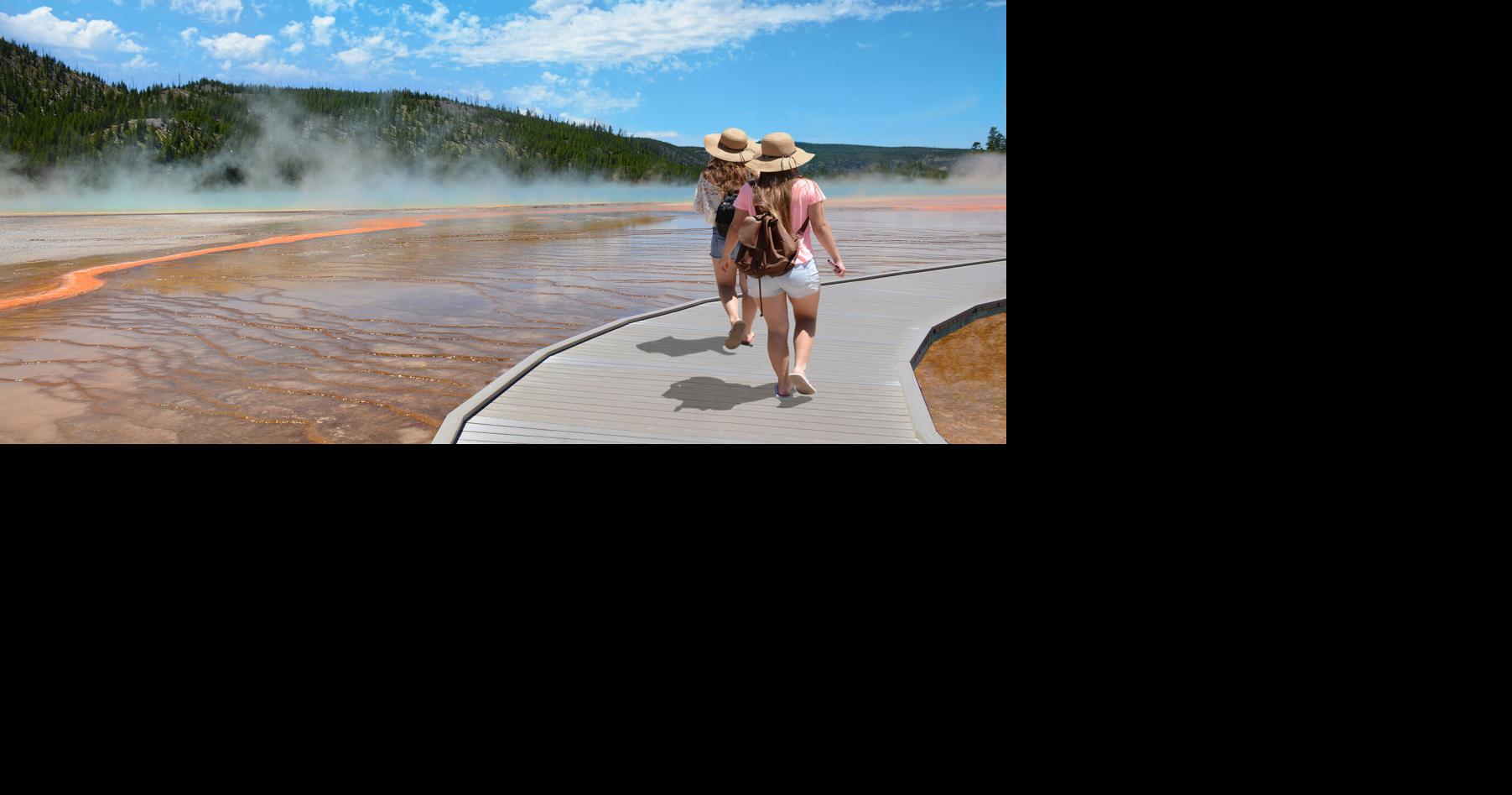 Visitors watch as bison falls into Yellowstone hot spring and dies ...