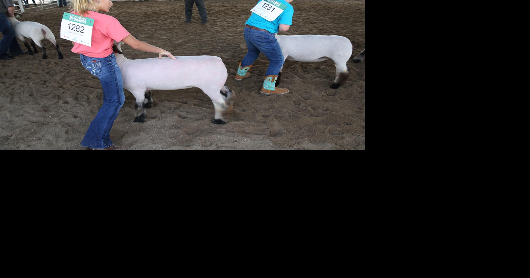 Sisters win two of three showmanship awards in sheep show | News ...