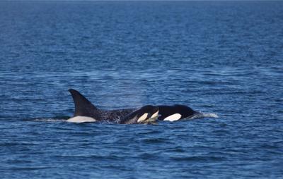 Drones spot ‘first evidence’ of orcas making tools, study says ...