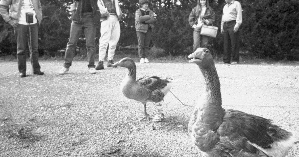 Andy the Goose taken from home, remains found in park | History ...
