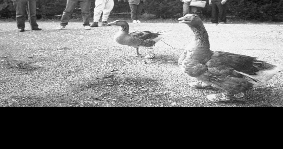 Andy the Goose taken from home, remains found in park | History ...