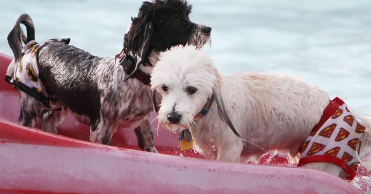 Around 50,000 visit Aquacourt over summer | Local News ...