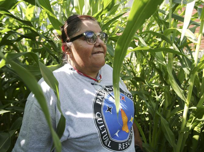 Trust, friendship lead to regrowth of sacred corn | News ...