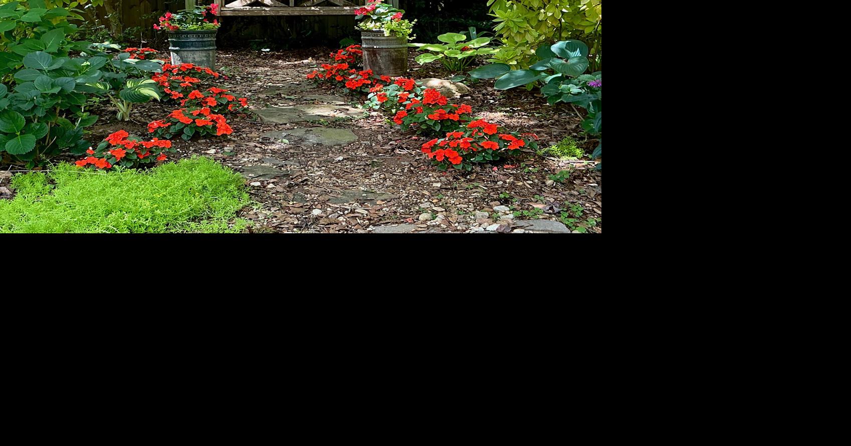 On Gardening: Singing Soprano in the shade | | hastingstribune.com