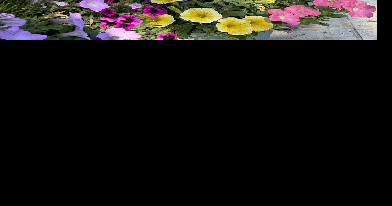 Flora, fauna and fragrance with Supertunia petunias | | hastingstribune.com