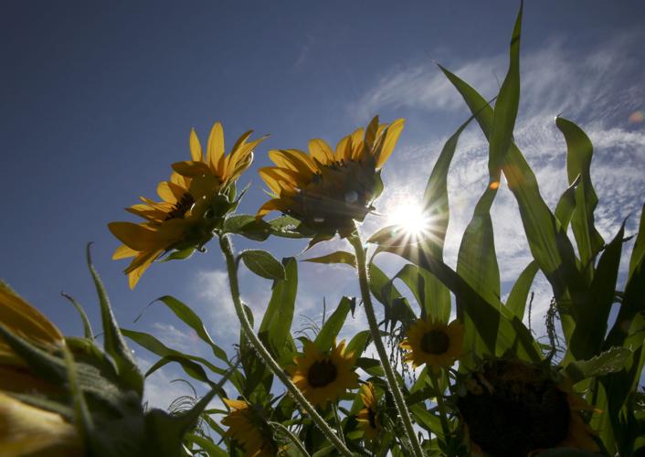 Trust, friendship lead to regrowth of sacred corn | News ...