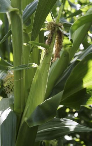 Trust, friendship lead to regrowth of sacred corn | News ...