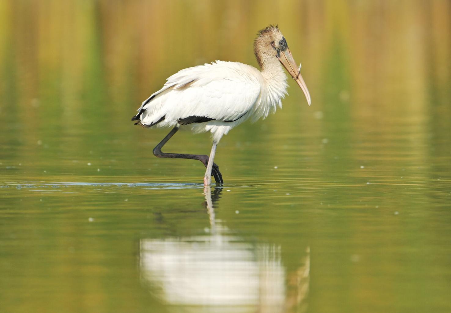 Rare tropical bird, last seen in Colorado 91 years ago, is hanging out ...