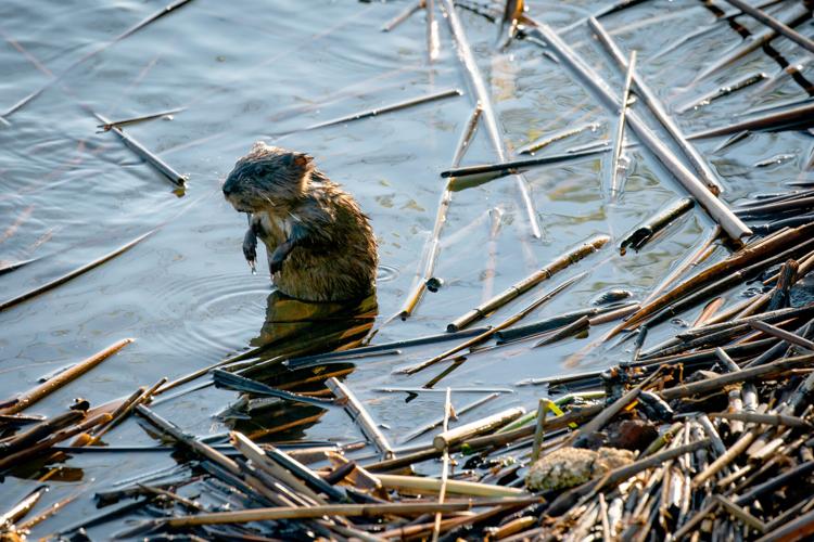 Study: Muskrats fight invasive cattails, help restore biodiversity in ...