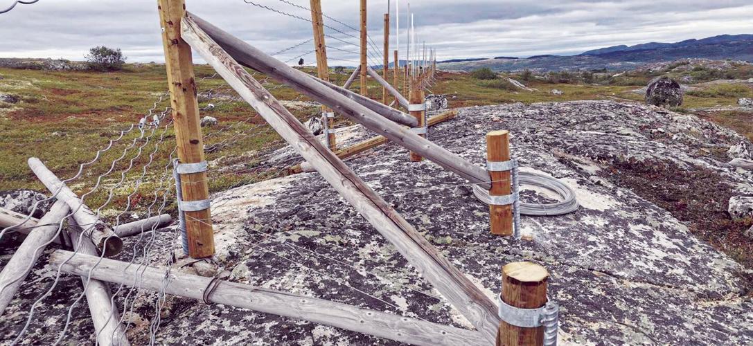 Norway securing border with Russia to keep reindeer on its side ...