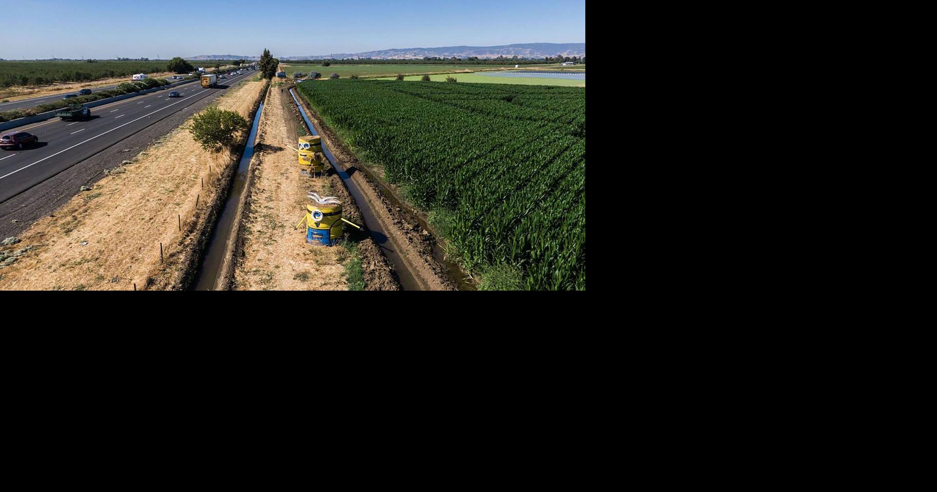 Navigating this world-record corn maze is a test of the human psyche ...