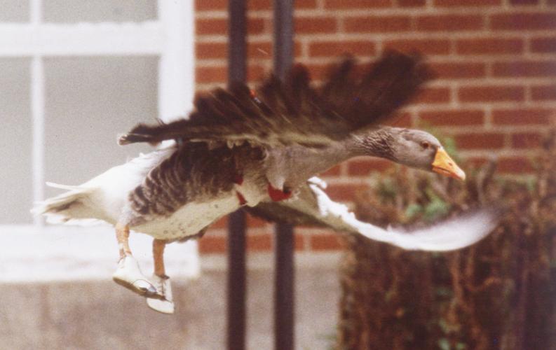 Fleming granddaughter hopes Andy the Goose will inspire for generations ...