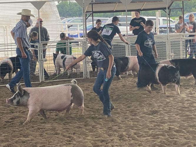 Franklin County hog show a cool experience | News | hastingstribune.com