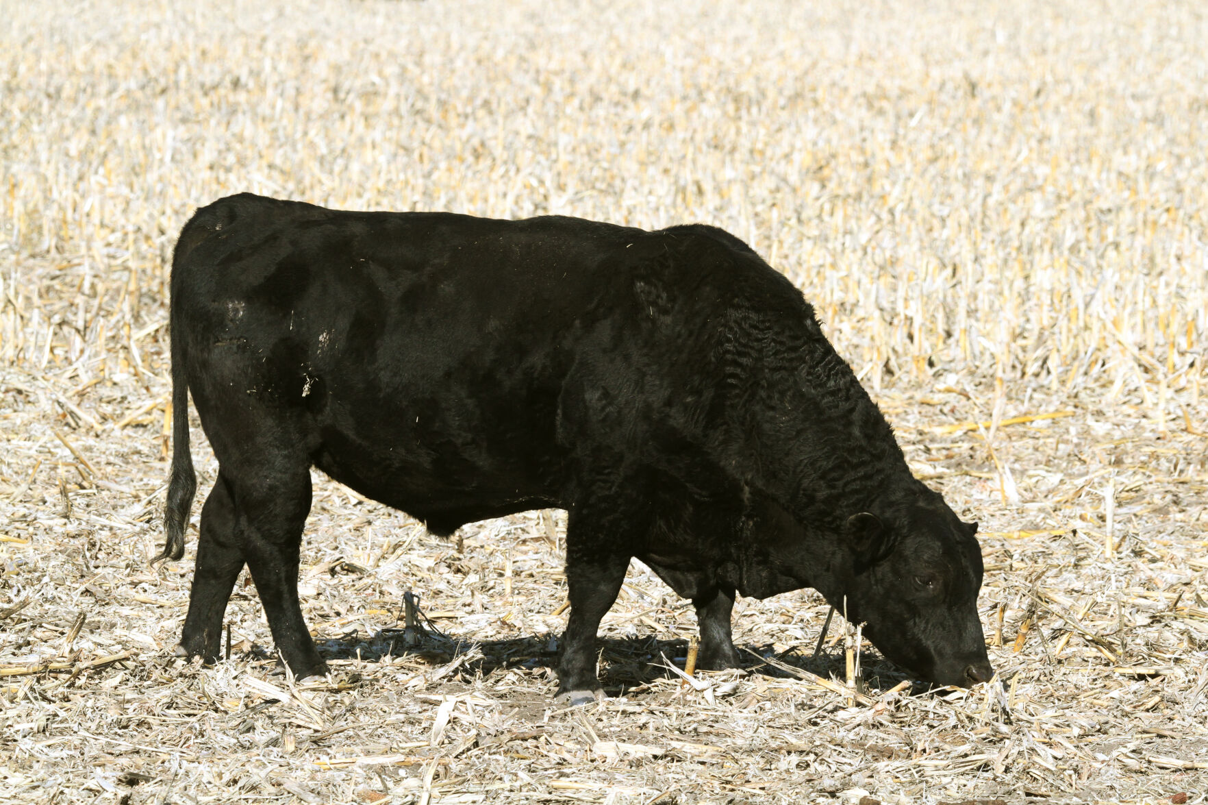 Bill represents latest escalation in Nebraska divide over state Brand ...