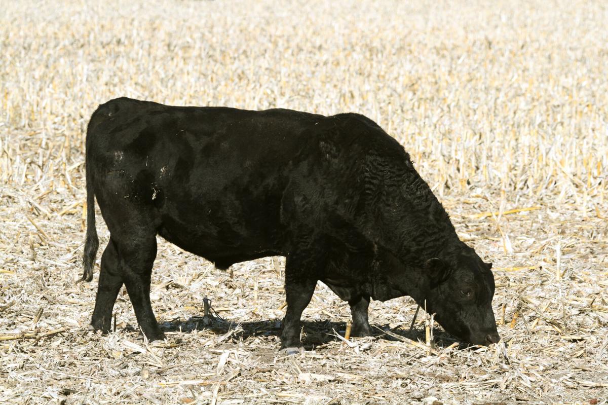 Bill represents latest escalation in Nebraska divide over state Brand ...