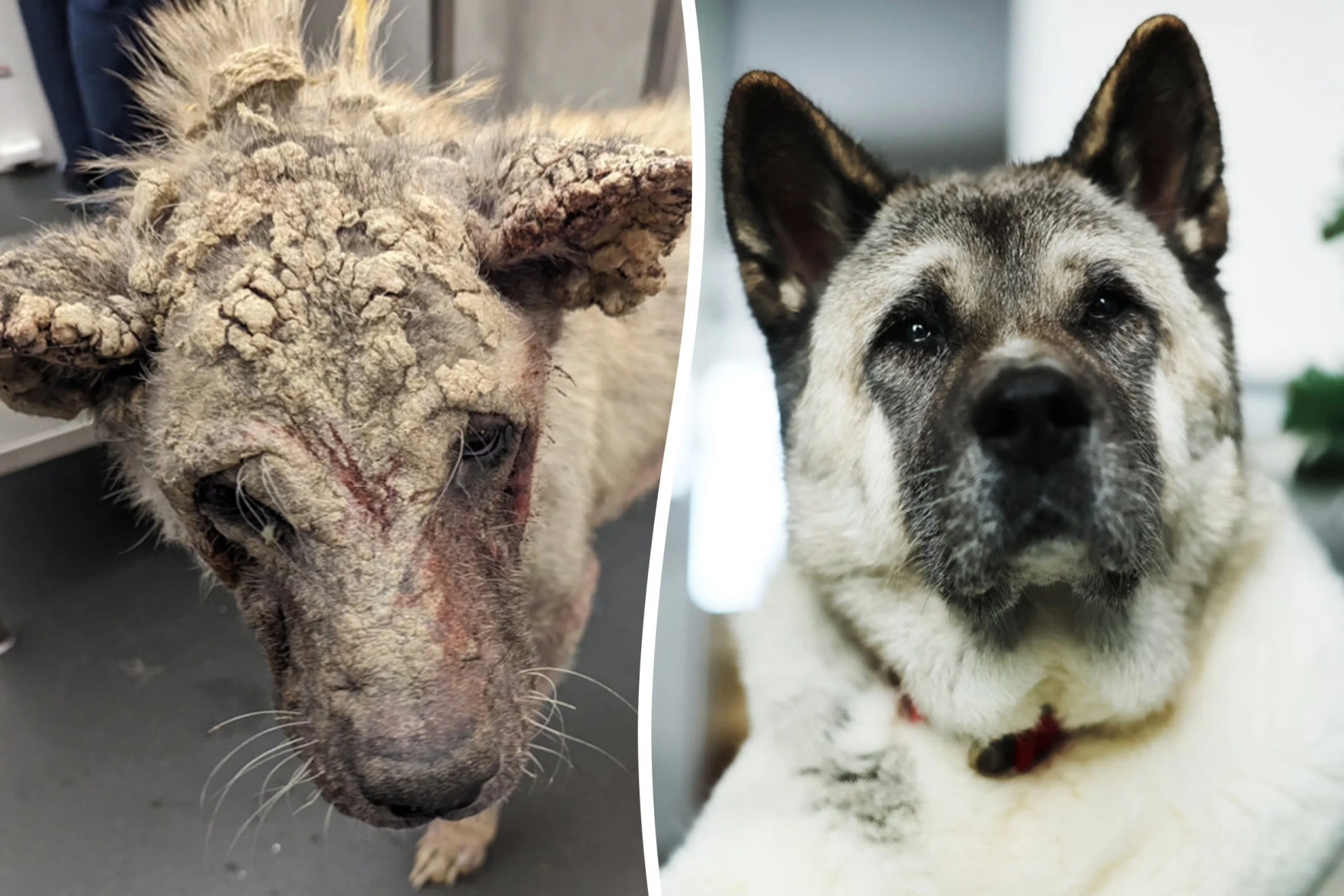 Abandoned bald puppy recovers and finds forever home | National ...