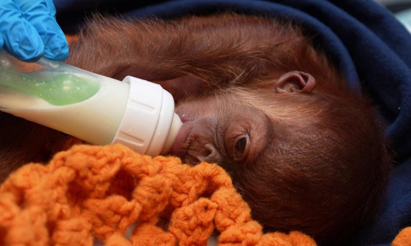 Beautiful baby orangutan born via rare C-section | National | hazard ...