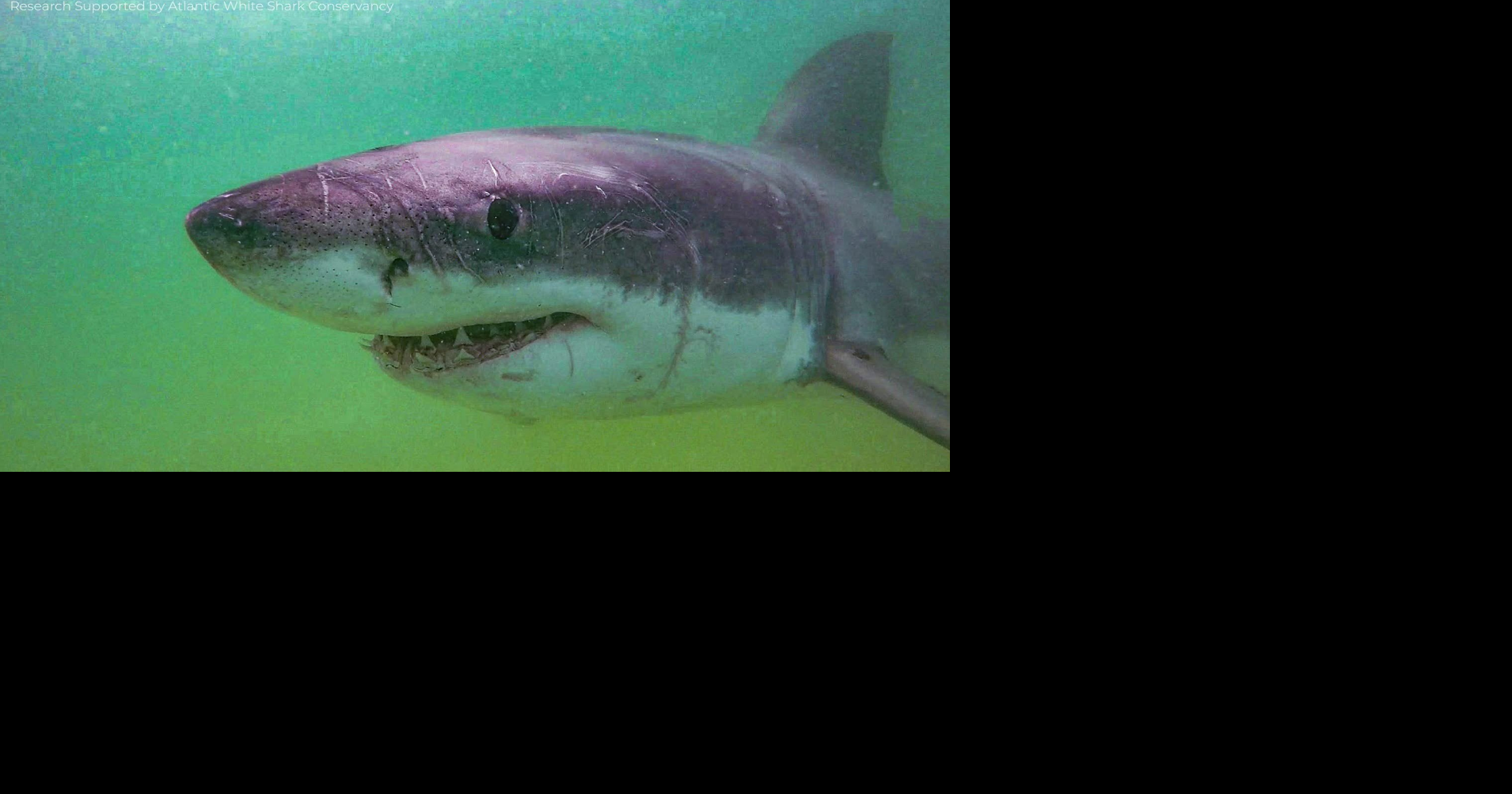 Experts expect great white shark surge in Cape Cod this fall | National ...