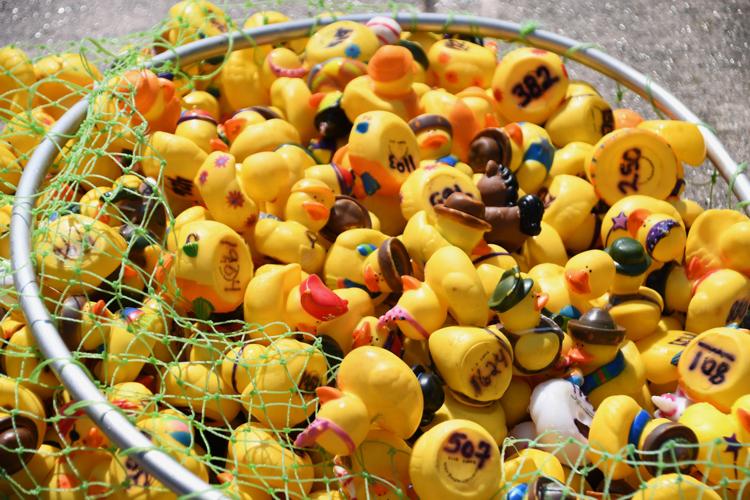 Lucky ducks | Archives | hendersondispatch.com