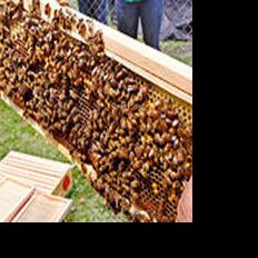 The buzz around the Bee Jubilee | News | hendersondispatch.com